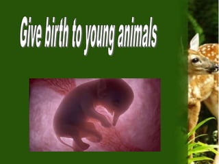 Mammals | PPTX