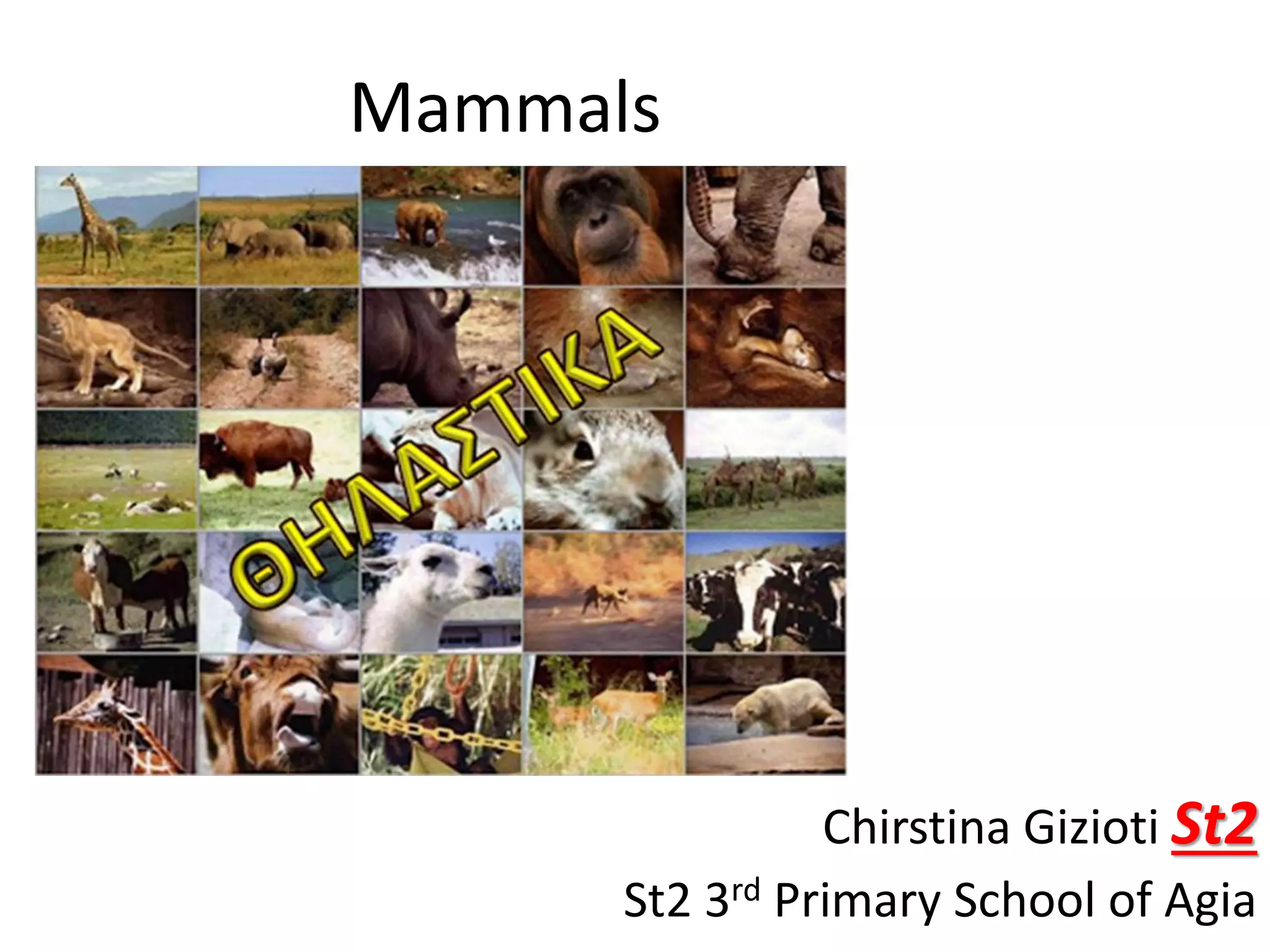 Mammals | PPTX