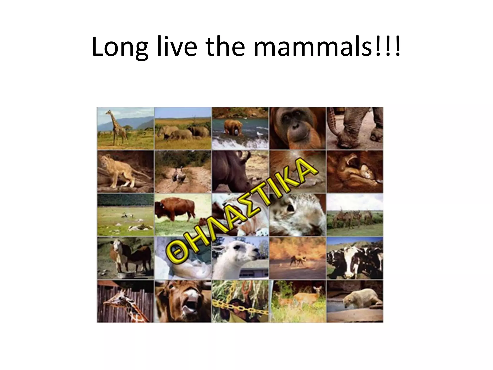 Mammals | PPTX