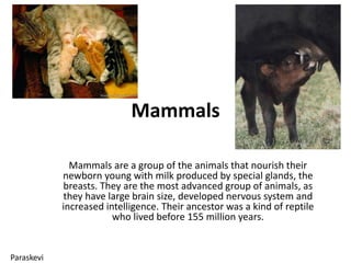 Mammals | PPTX