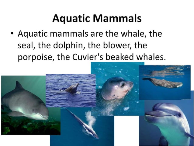 Mammals | PPTX | Geography | Science