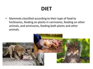 Mammals | PPTX