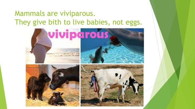 Mammals | PPT