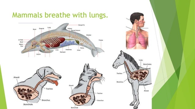 Mammals | PPT