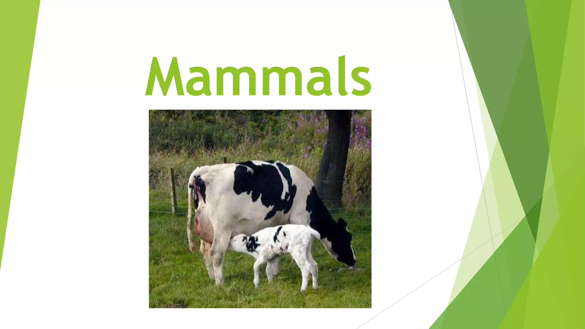Mammals | PPTX