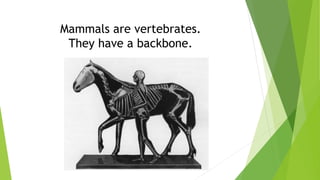 Mammals | PPTX