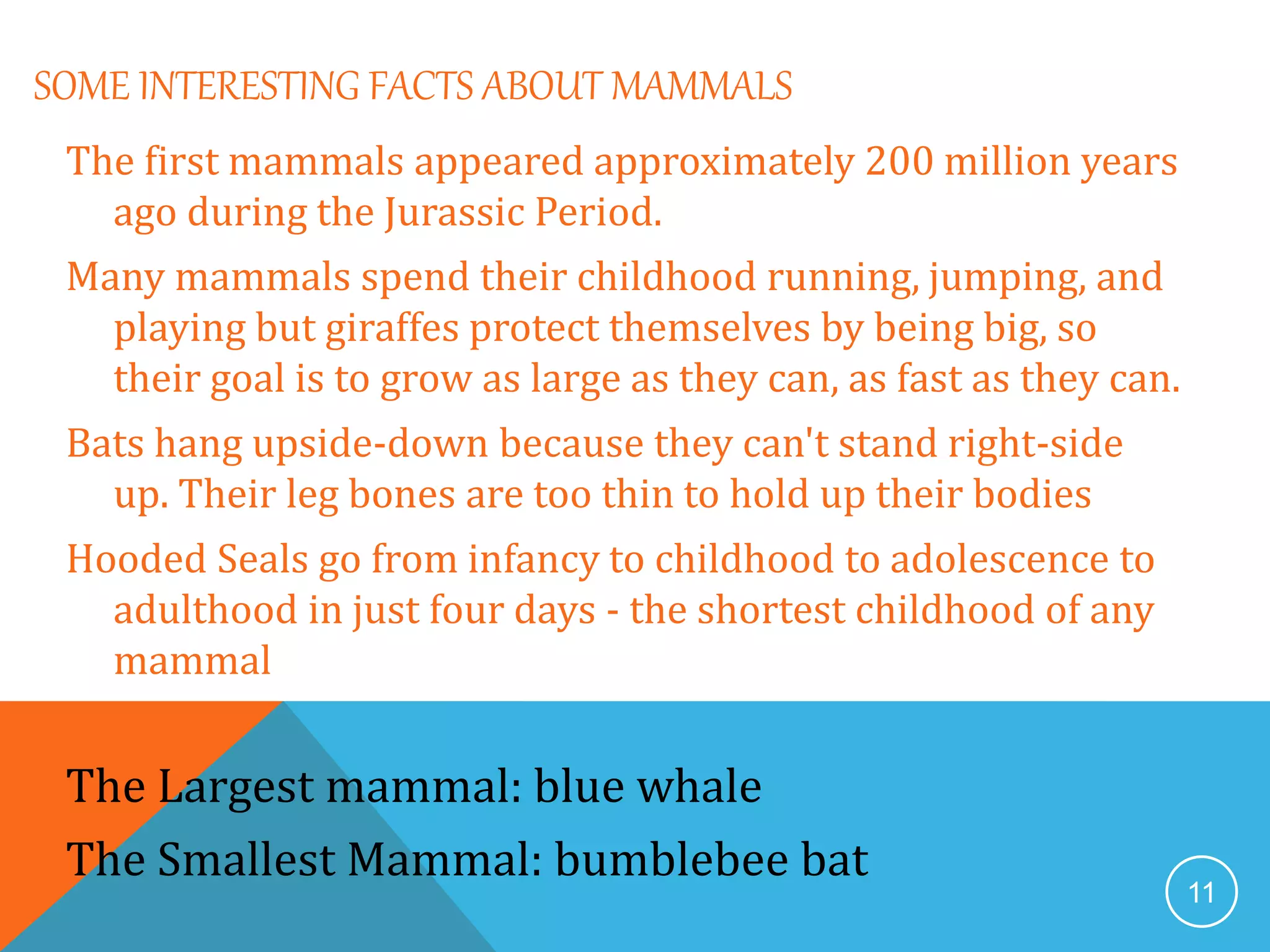 Mammals | PPTX
