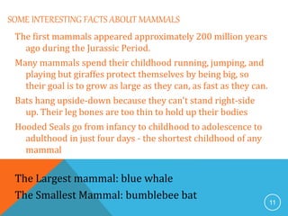 Mammals | PPTX