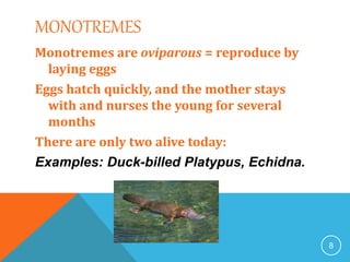 Mammals | PPTX