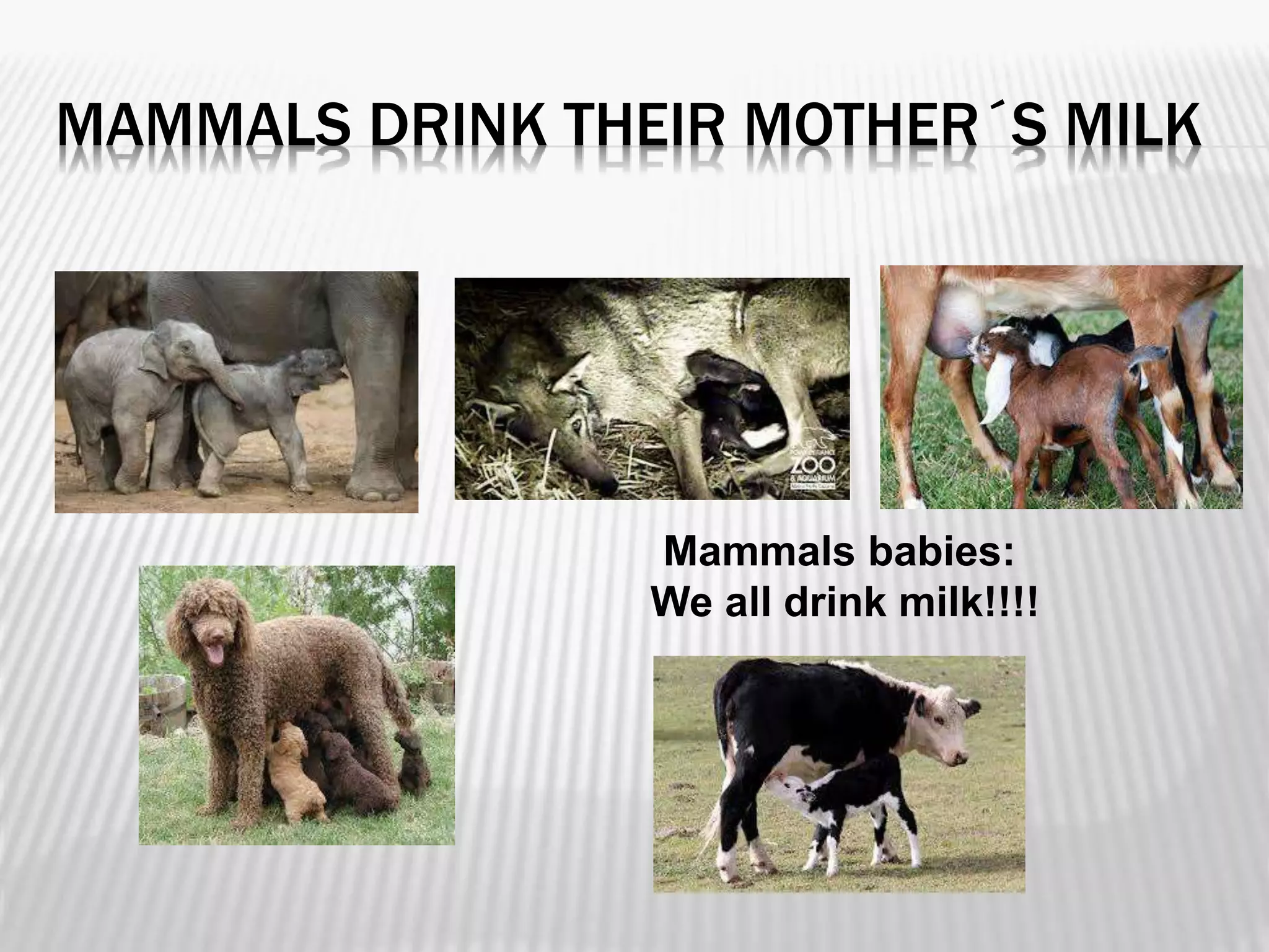 Mammals | PPT | Free Download