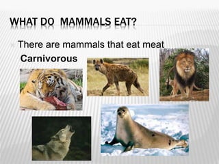 Mammals | PPT