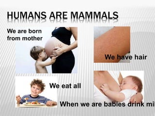 Mammals | PPTX