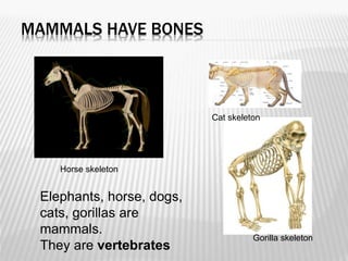 Mammals | PPT