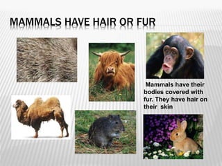 Mammals | PPTX