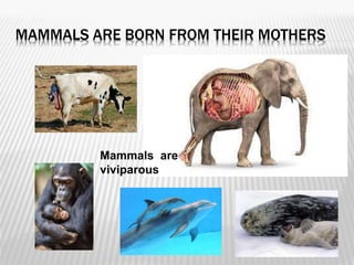 Mammals | PPTX