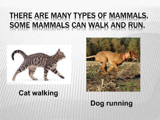 Mammals | PPT