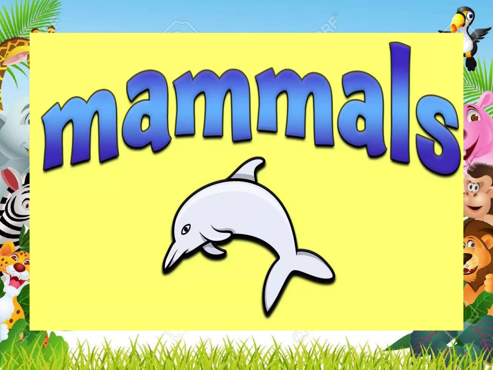 Mammals | PPTX