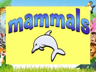Mammals | PPT