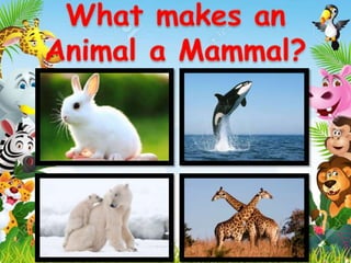 Mammals | PPTX