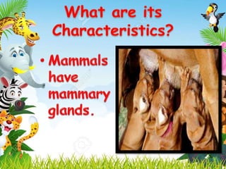 Mammals | PPTX
