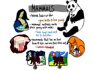 Mammals | PPT