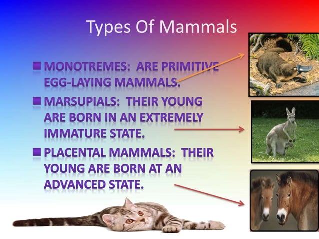 Mammals | PPT