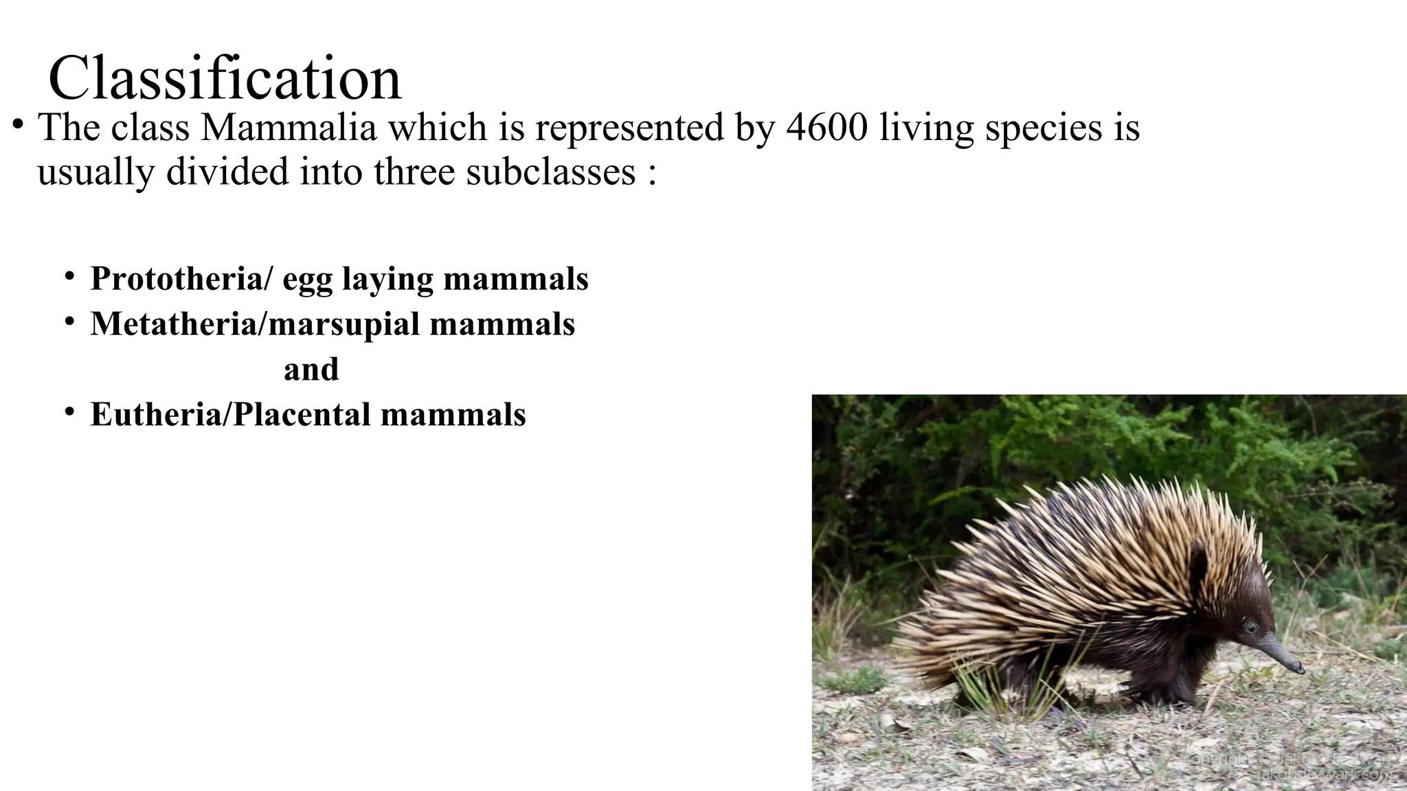 Mammals | PPT