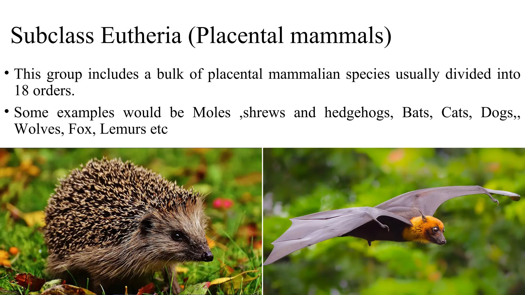 Mammals | PPT