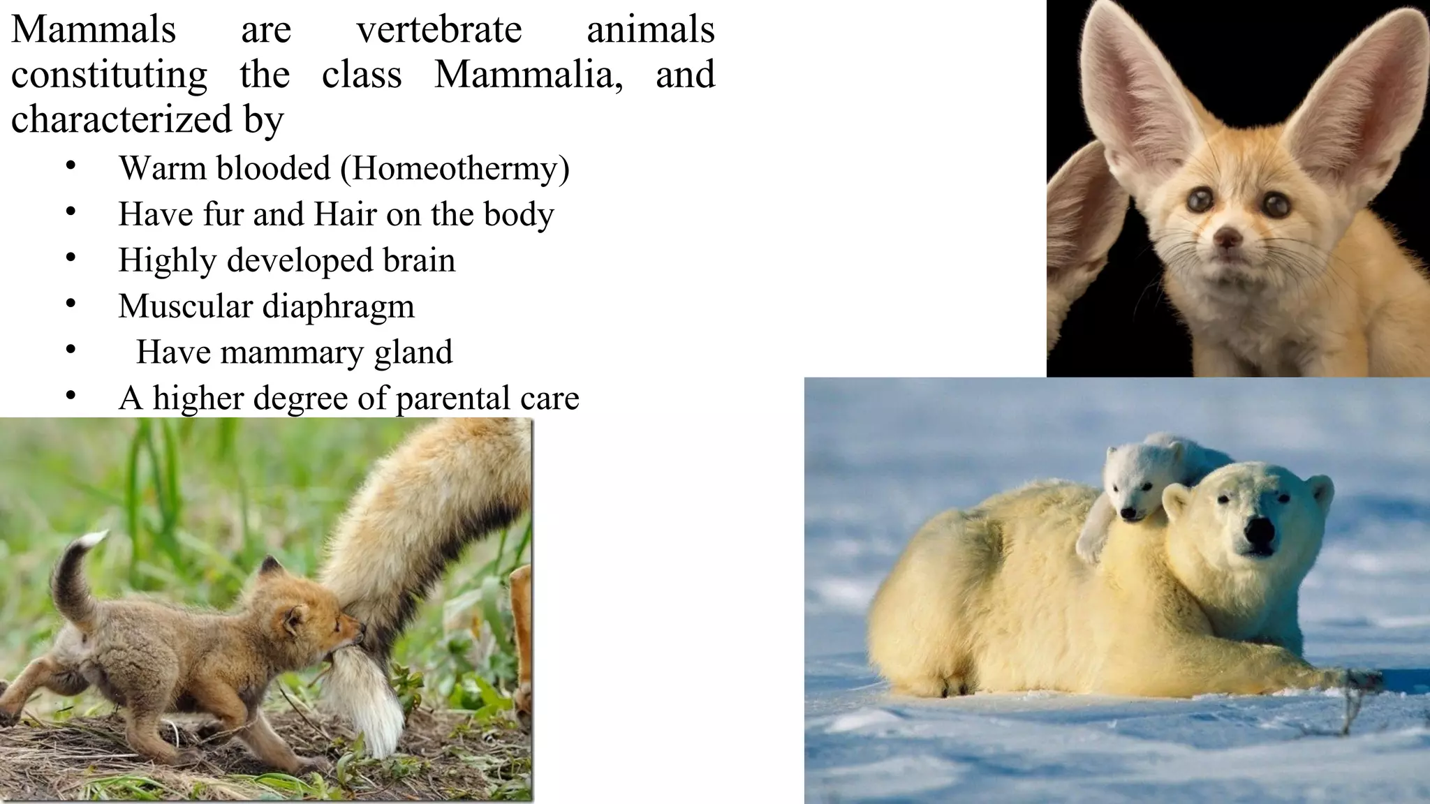 Mammals | PPT