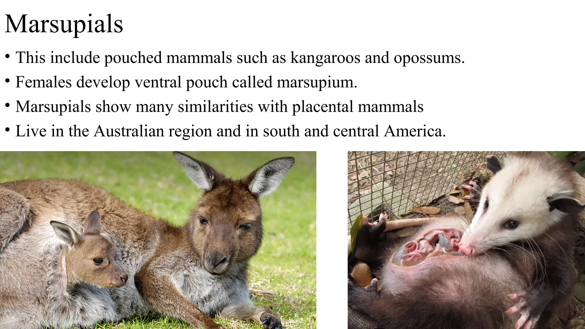 Mammals | PPT