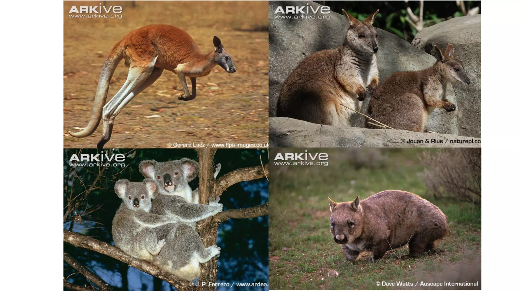 Class - Mammalia, mammals classification | PDF