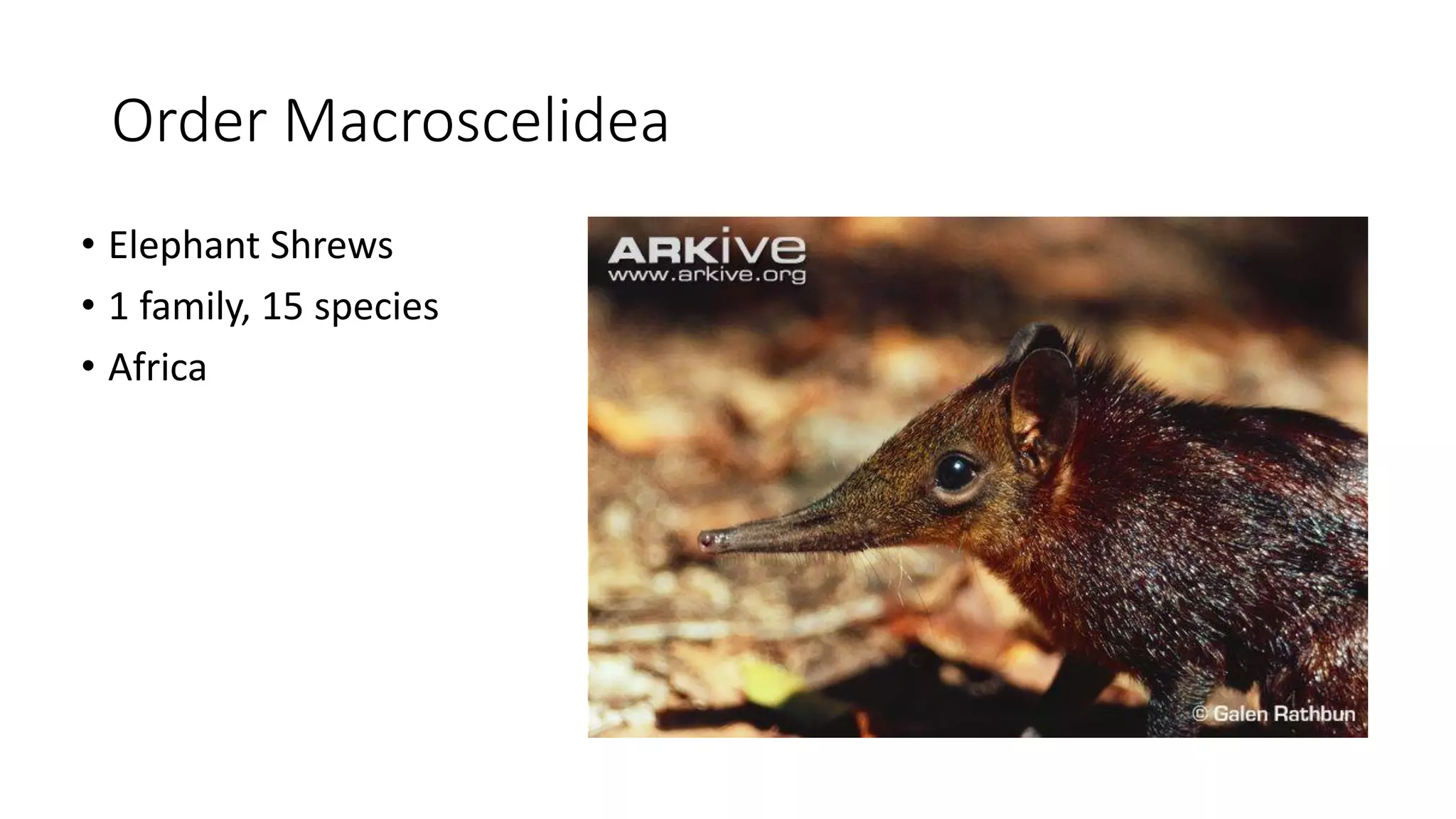 Class - Mammalia, mammals classification | PDF