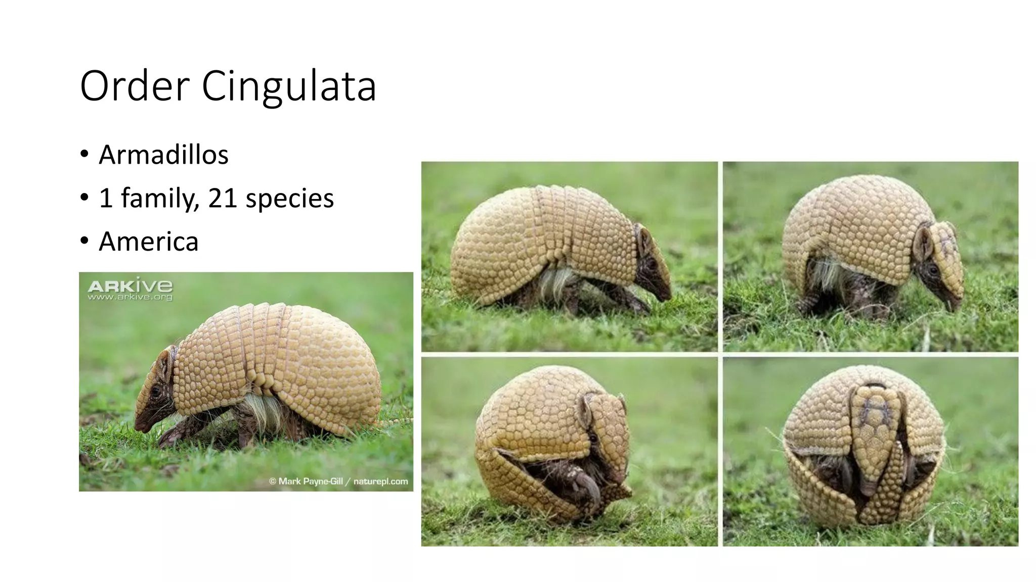 Class - Mammalia, mammals classification | PDF