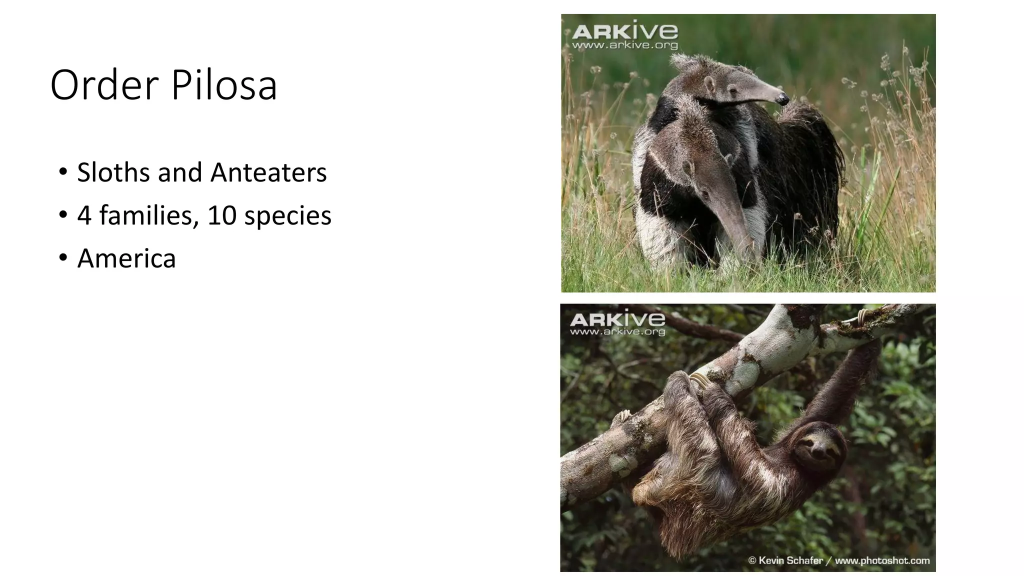 Class - Mammalia, mammals classification | PDF