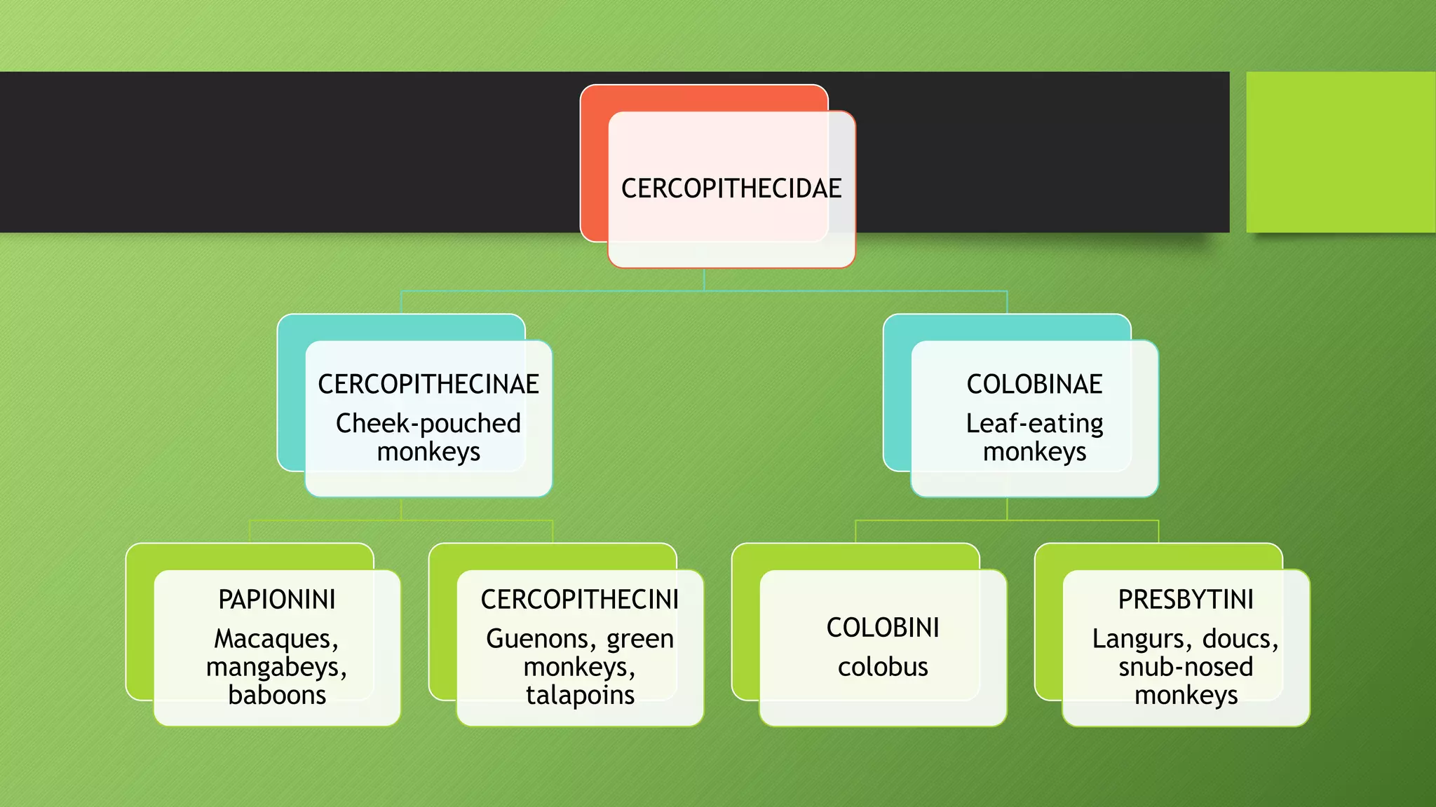 Class - Mammalia, mammals classification | PDF