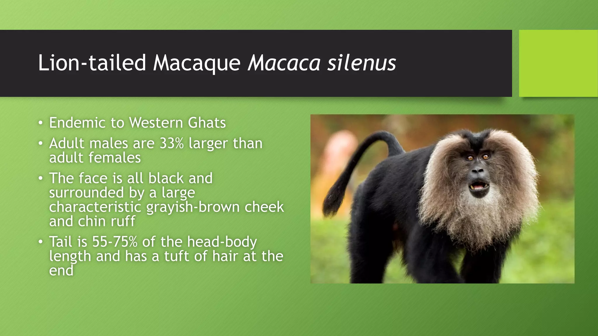 Class - Mammalia, mammals classification | PDF