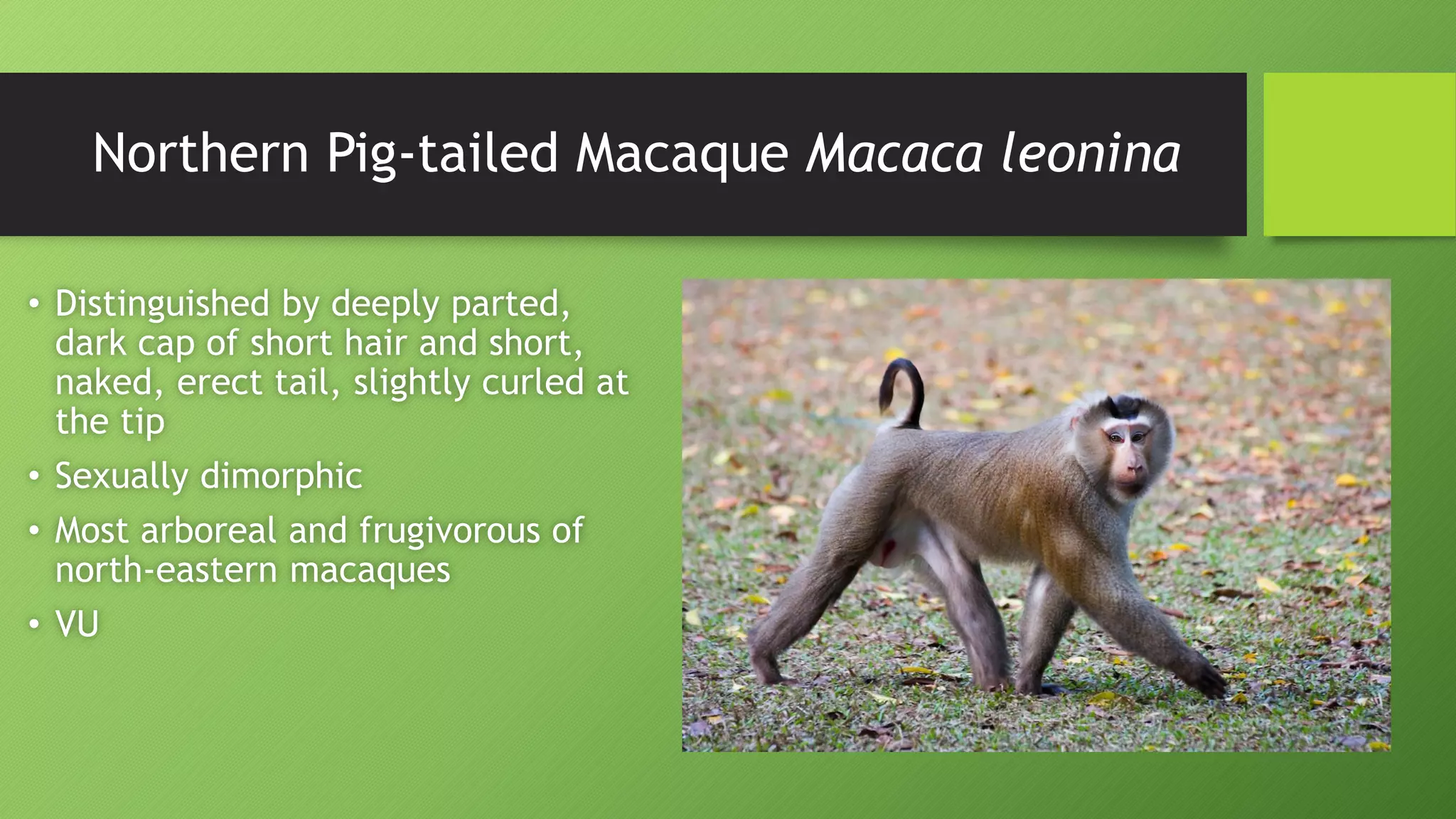 Class - Mammalia, mammals classification | PDF