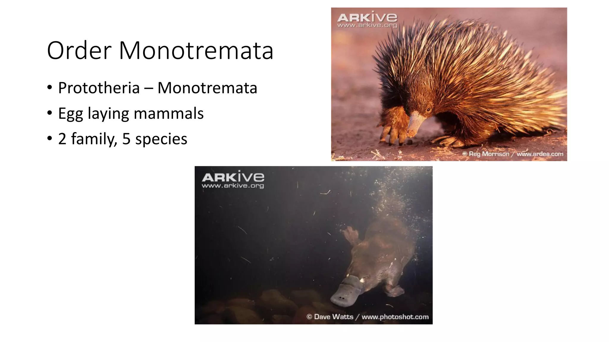 Class - Mammalia, mammals classification | PDF