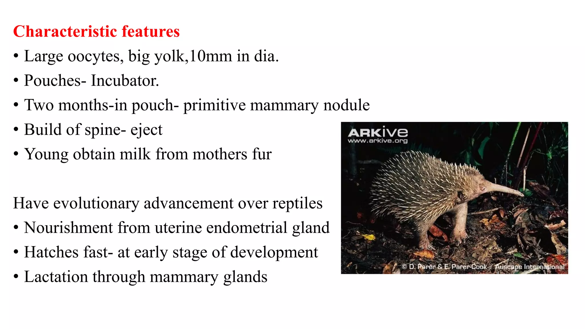 Class - Mammalia, mammals classification | PDF