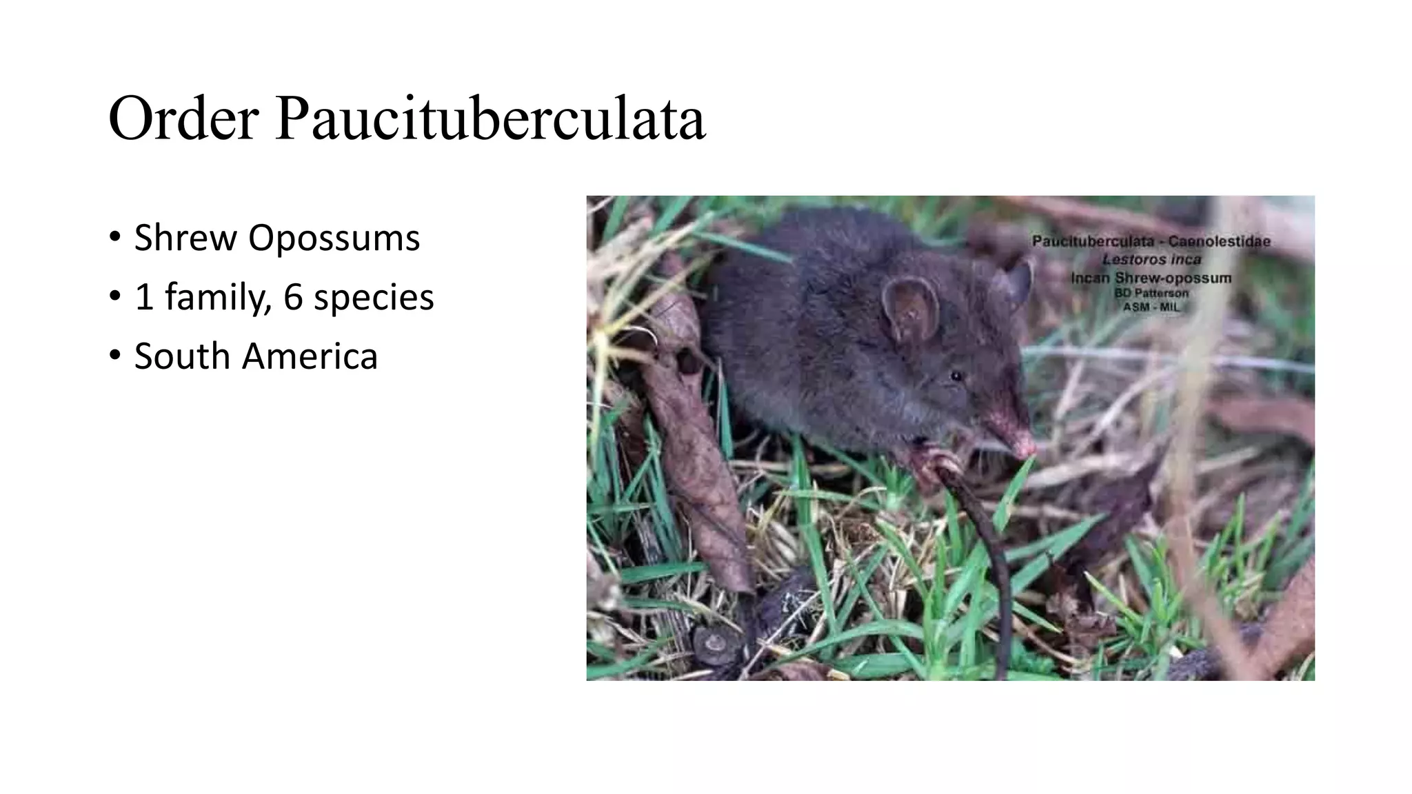 Class - Mammalia, mammals classification | PDF