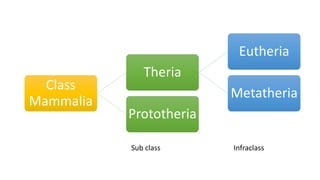 Class - Mammalia, mammals classification | PDF