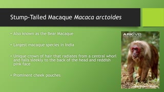 Class - Mammalia, mammals classification | PDF