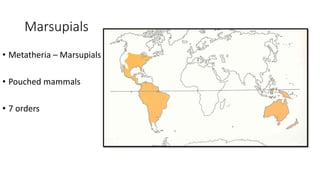 Class - Mammalia, mammals classification | PDF
