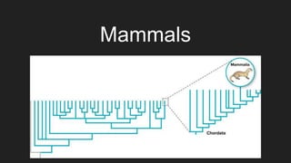 Mammals | PPTX