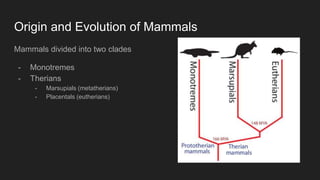 Mammals | PPTX