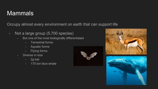 Mammals | PPTX