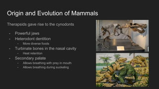 Mammals | PPTX