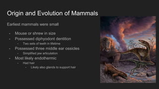 Mammals | PPTX