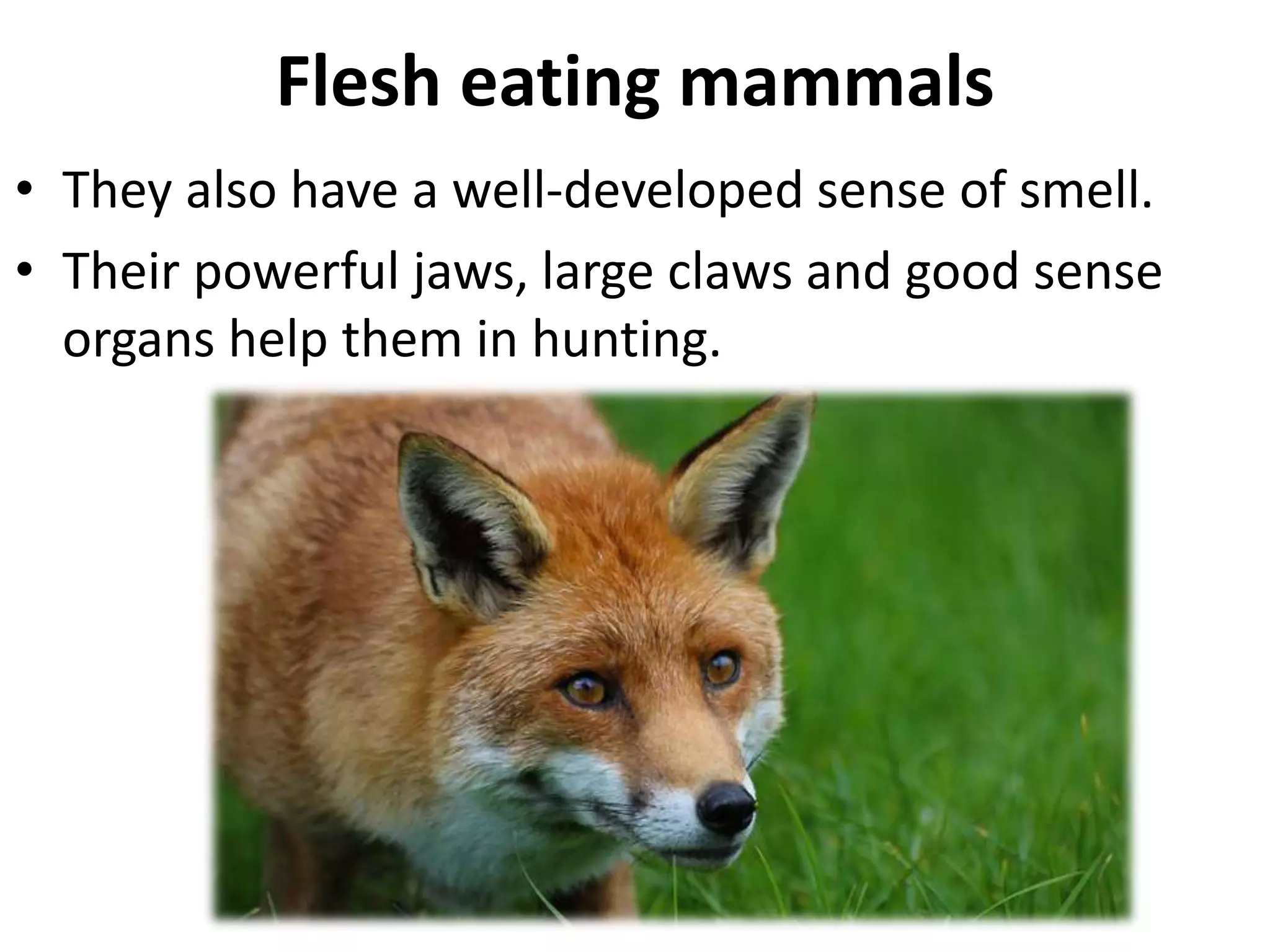 All about Mammals | PPTX