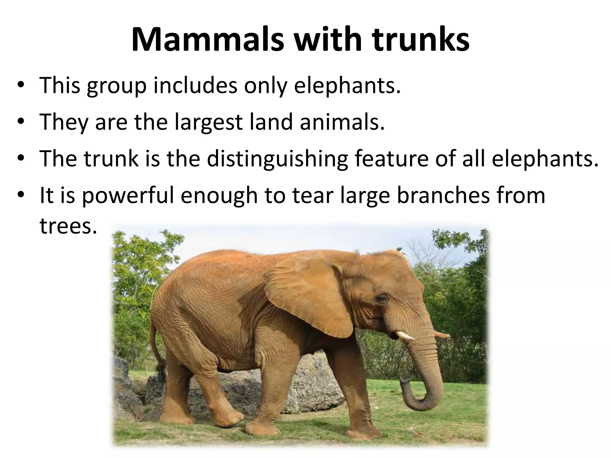 All about Mammals | PPTX